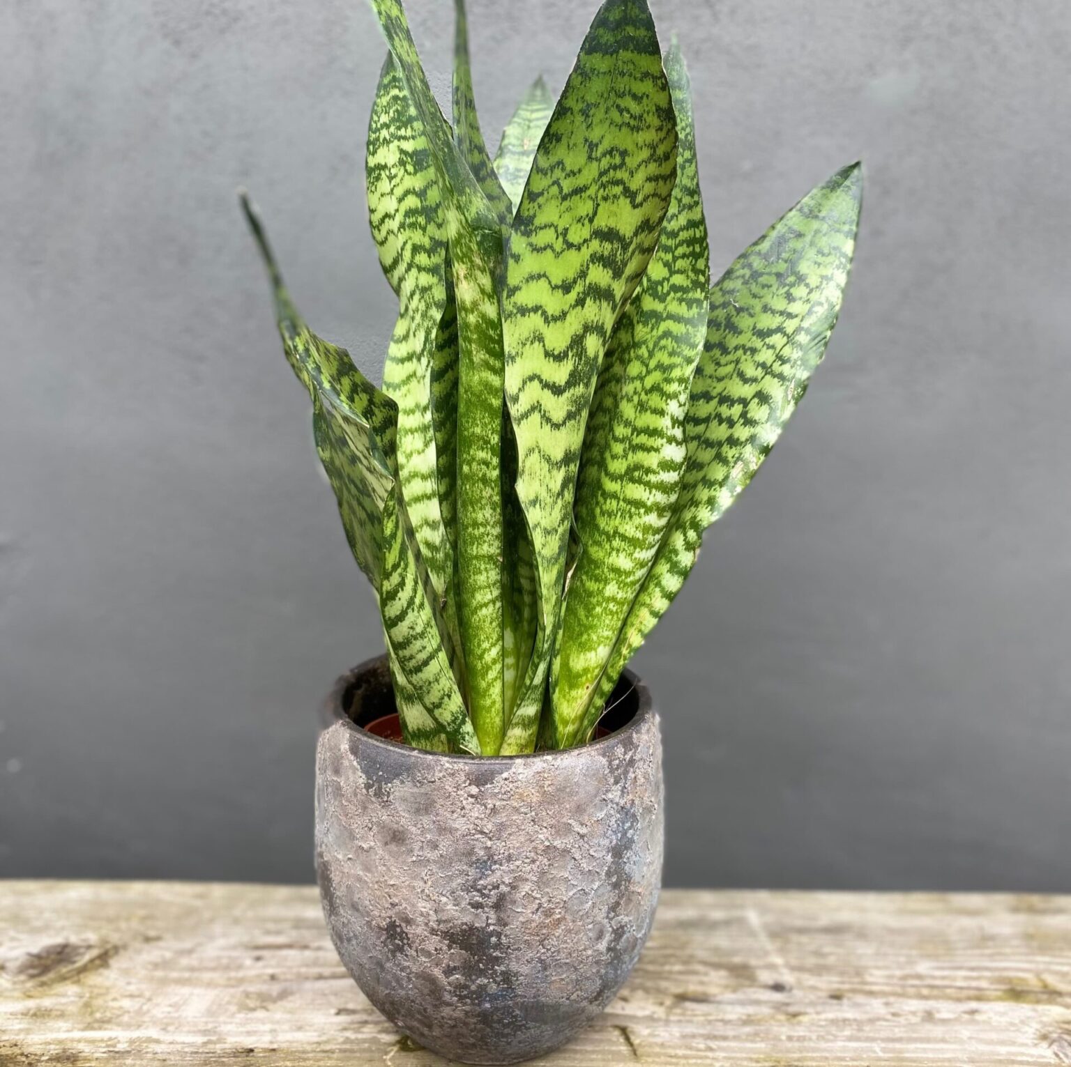 Sansevieria Varieties - SNAKE PLANT CARE